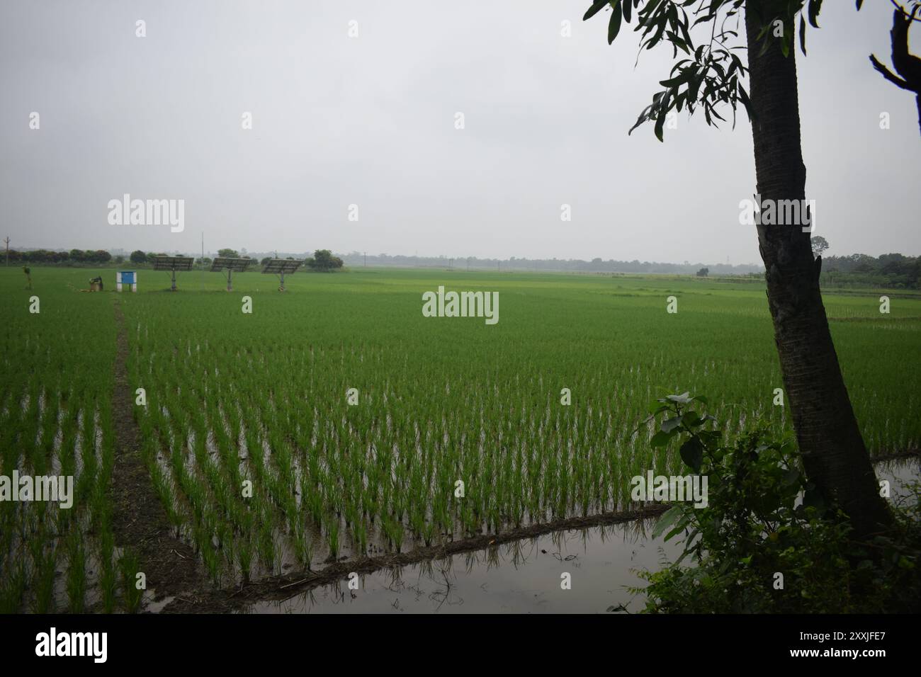 Picture of Paddy Field Stock Photo - Alamy