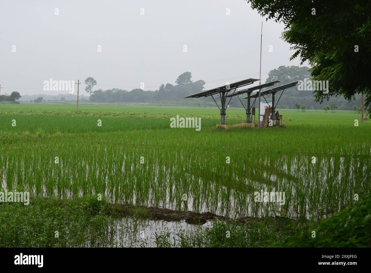 Picture of Paddy Field Stock Photo - Alamy