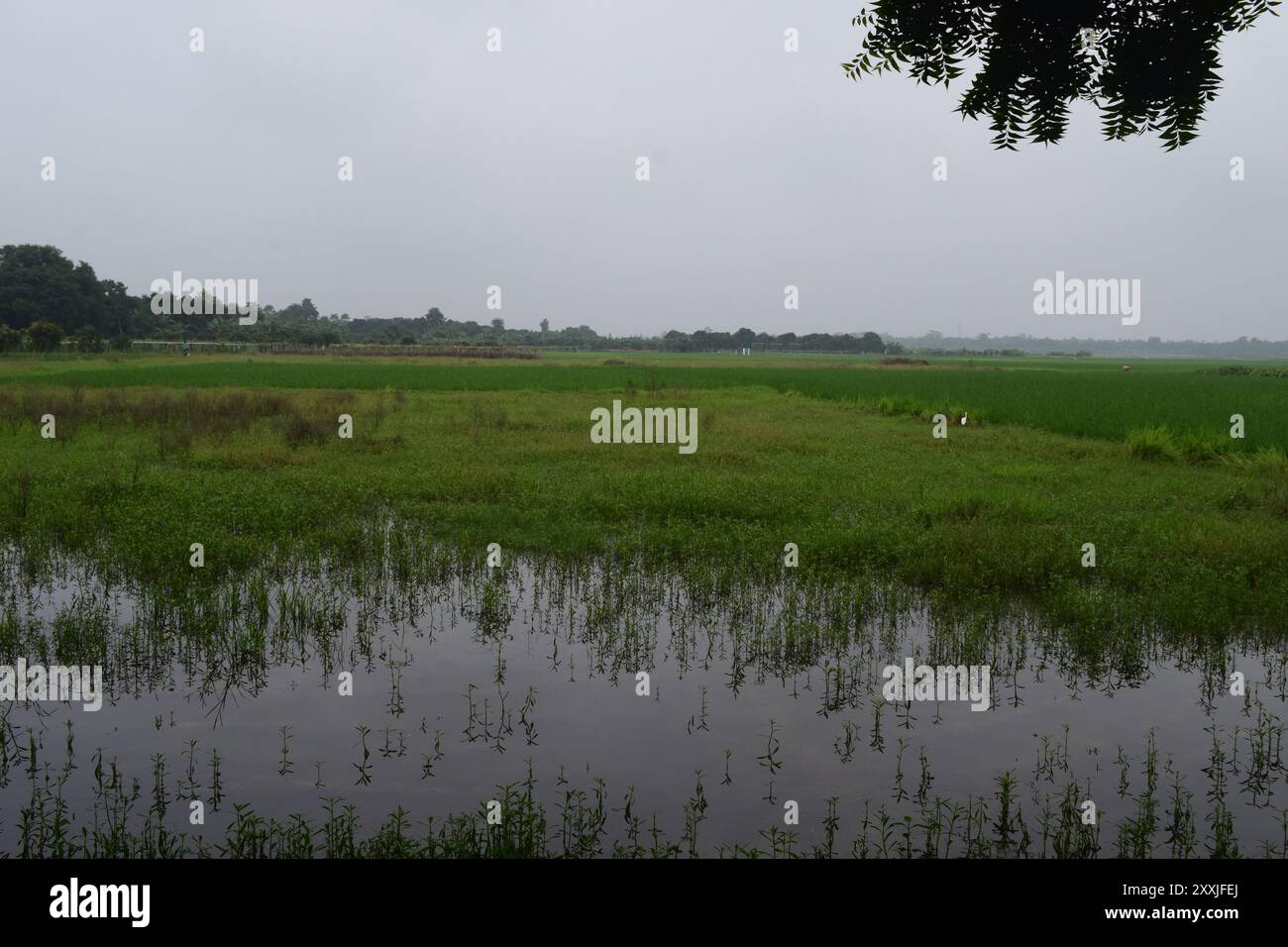Picture of Paddy Field Stock Photo - Alamy