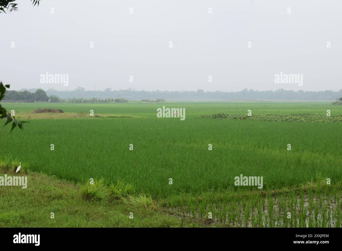 Picture of Paddy Field Stock Photo - Alamy