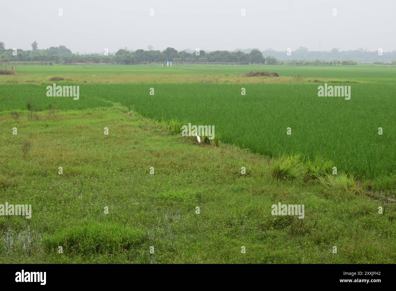 Picture of Paddy Field Stock Photo - Alamy