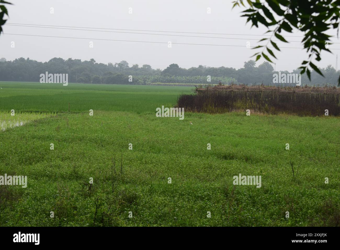 Picture of Paddy Field Stock Photo - Alamy