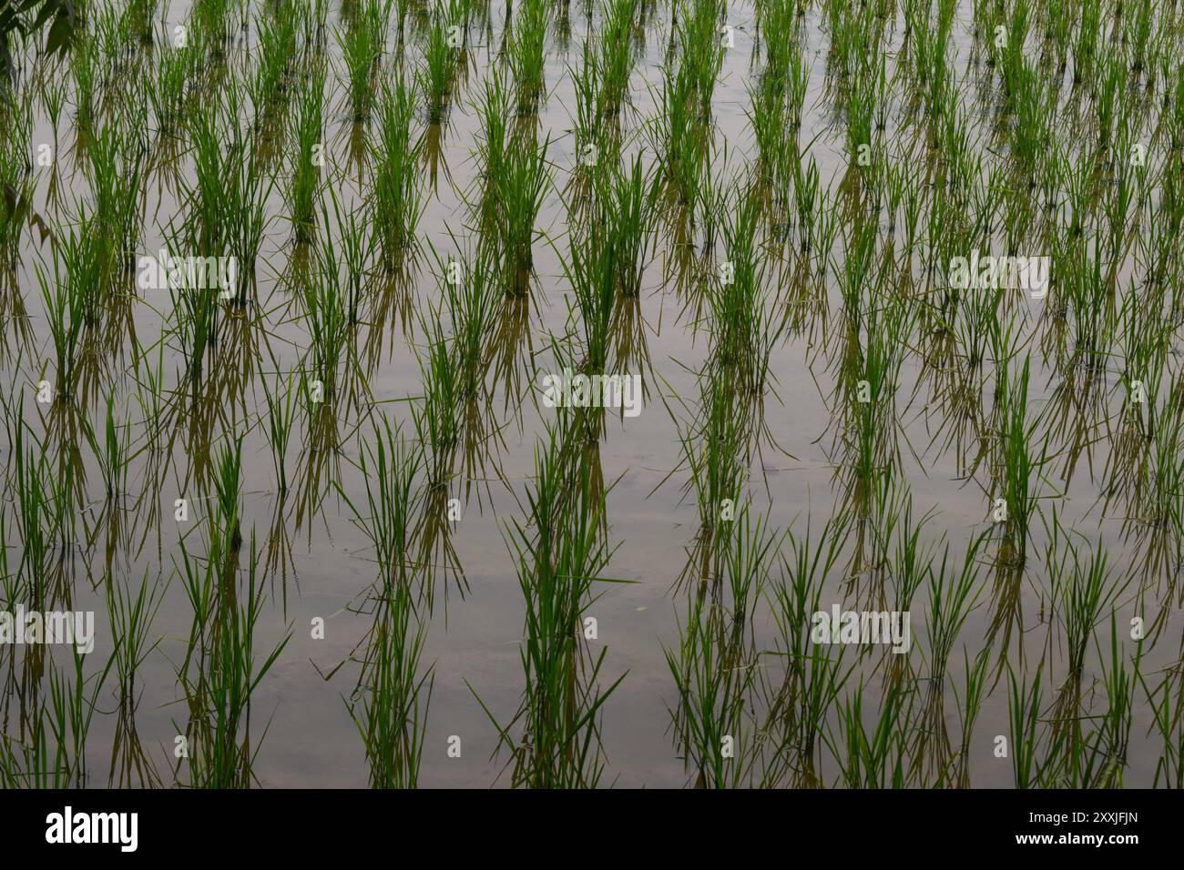 Picture of Paddy Field Stock Photo - Alamy