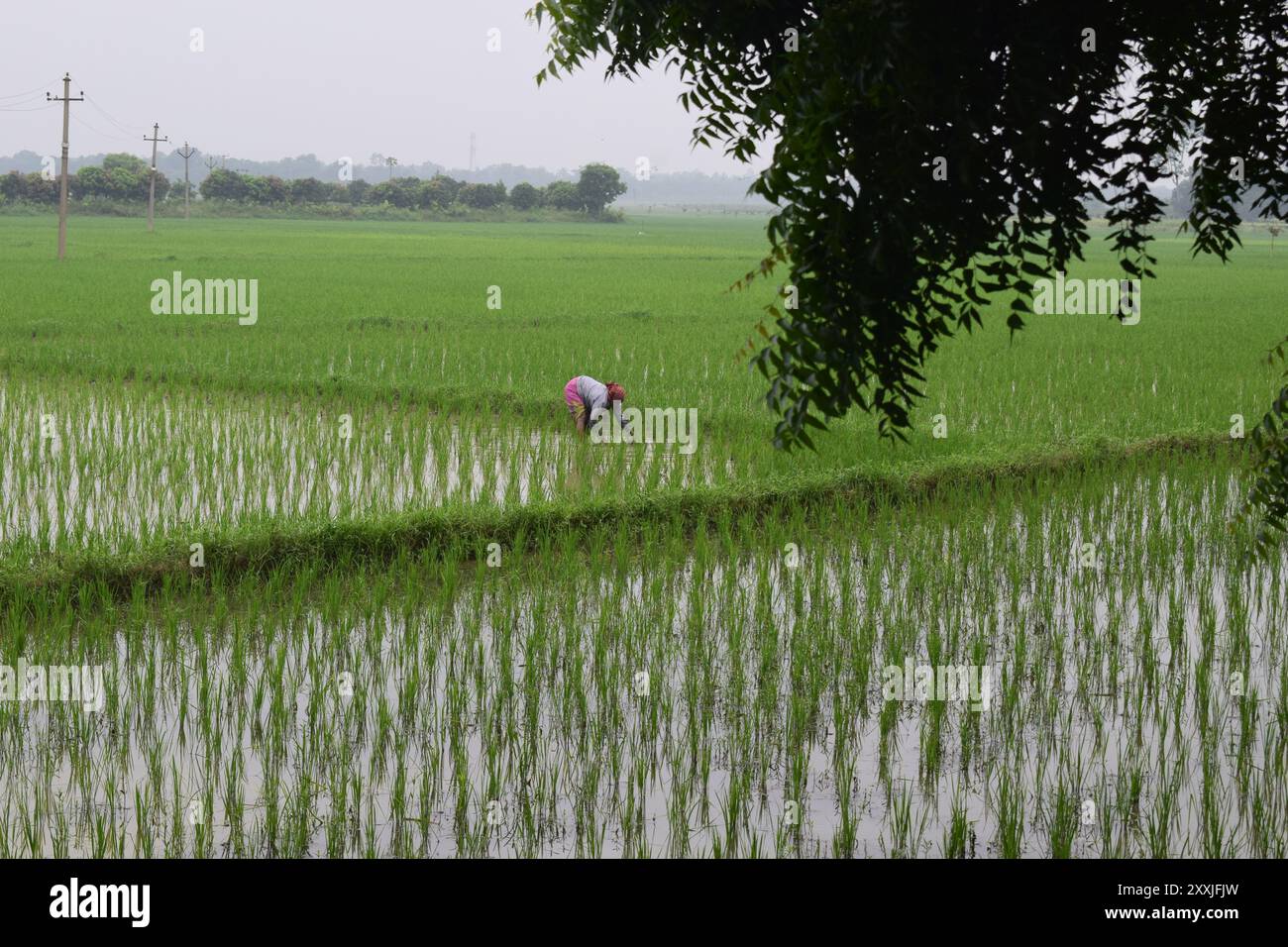 Picture of Paddy Field Stock Photo - Alamy