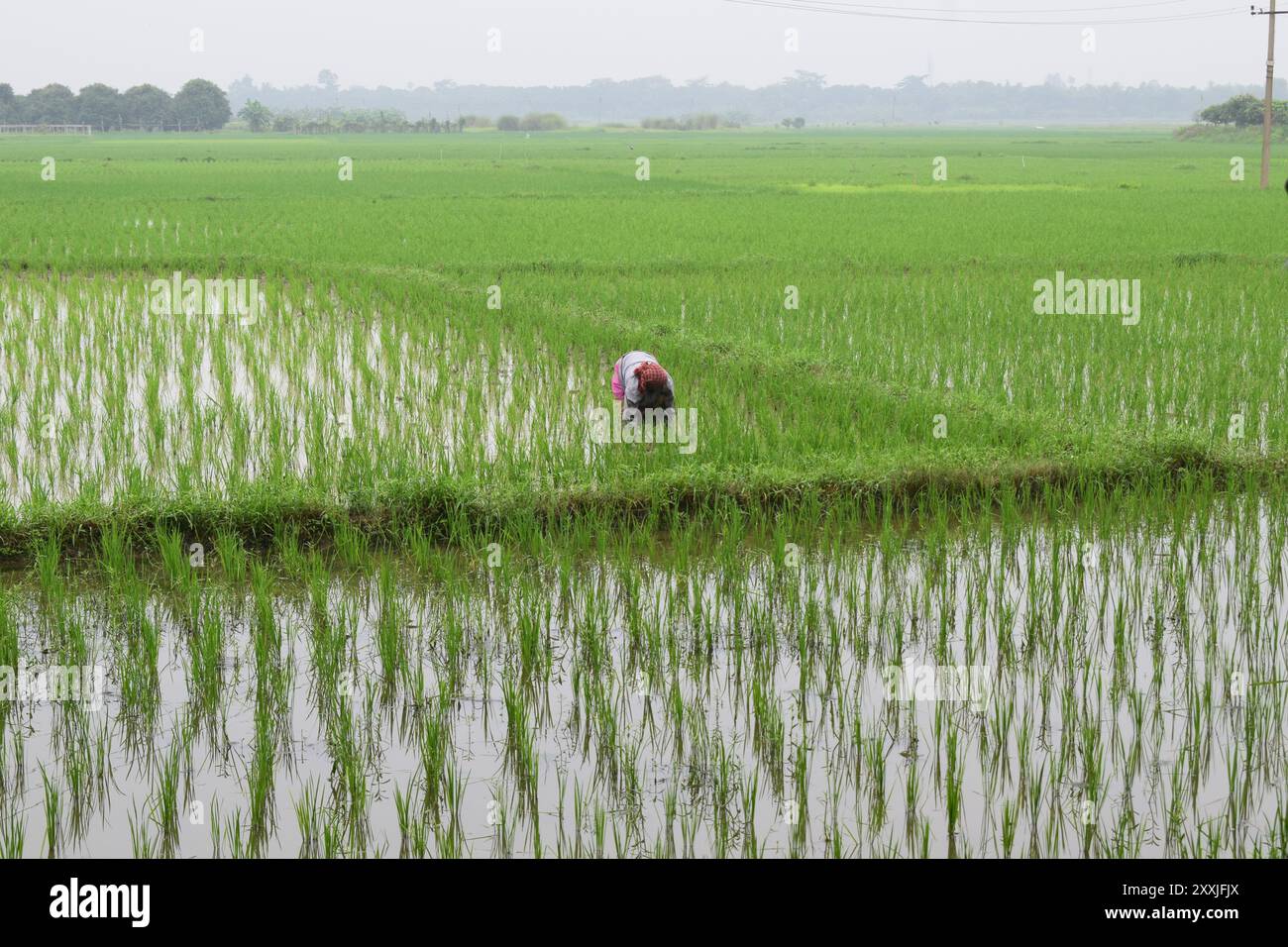 Picture of Paddy Field Stock Photo - Alamy