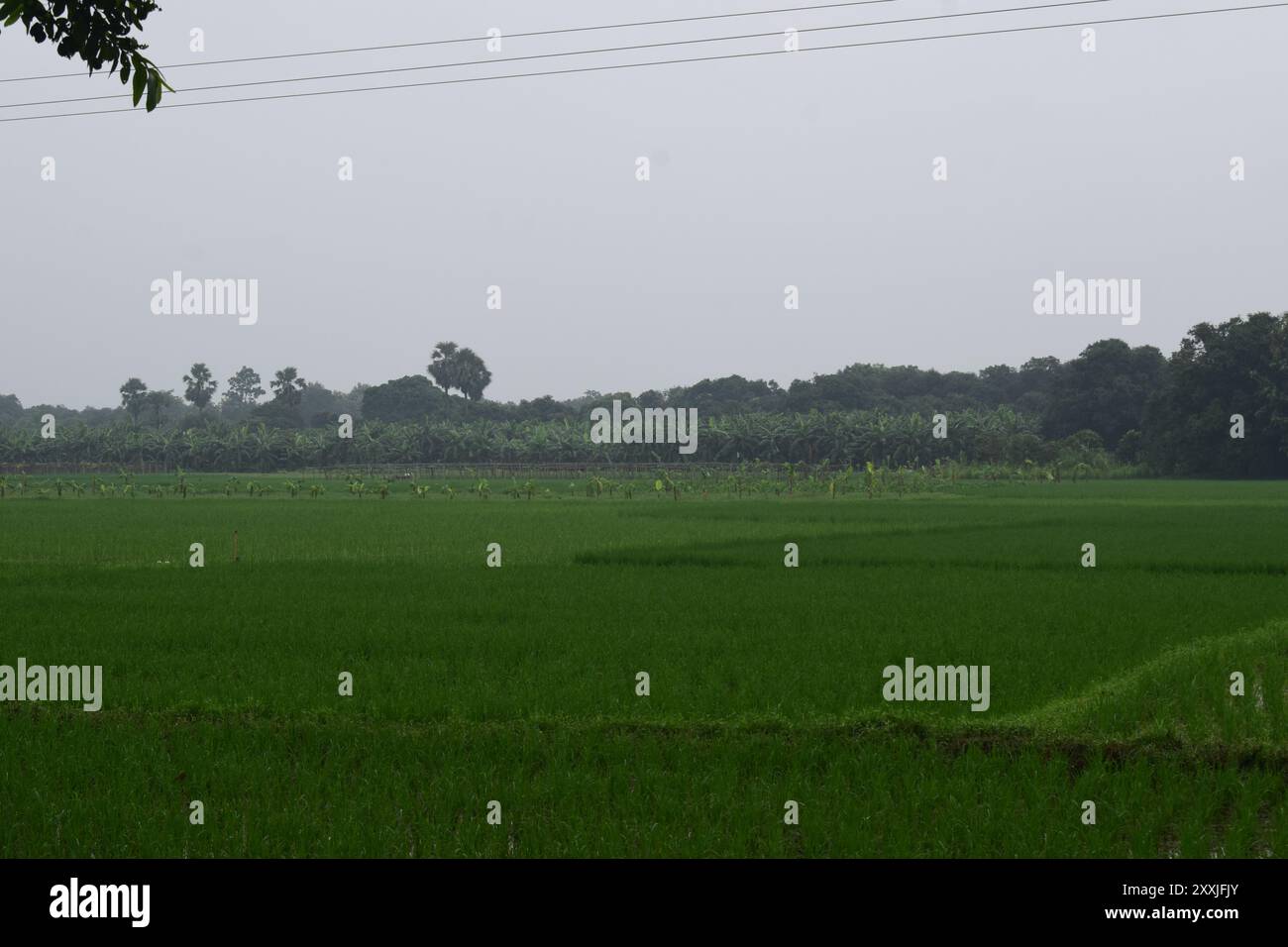 Picture of Paddy Field Stock Photo - Alamy