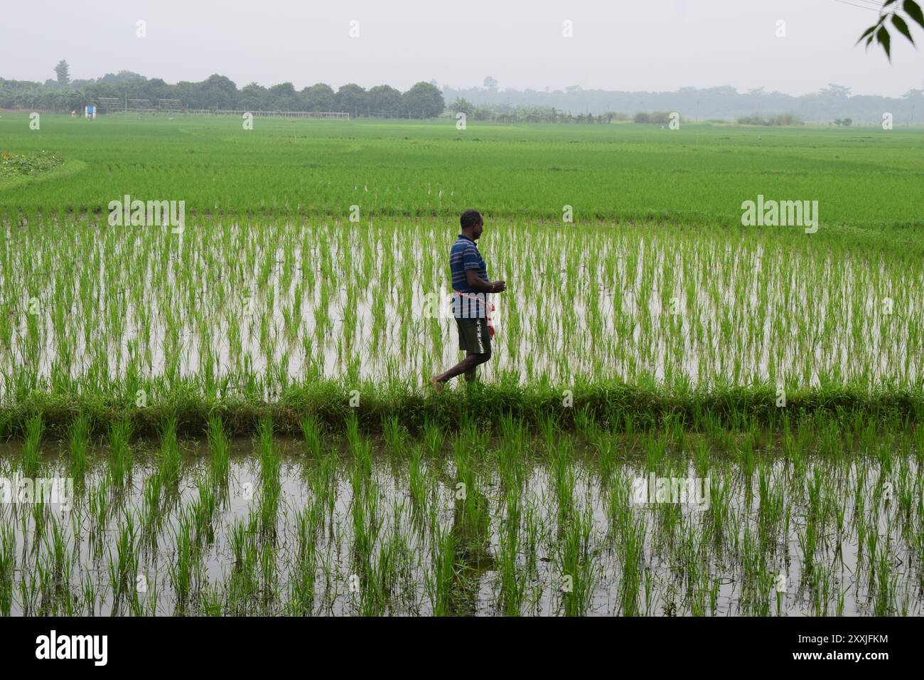 Picture of Paddy Field Stock Photo - Alamy