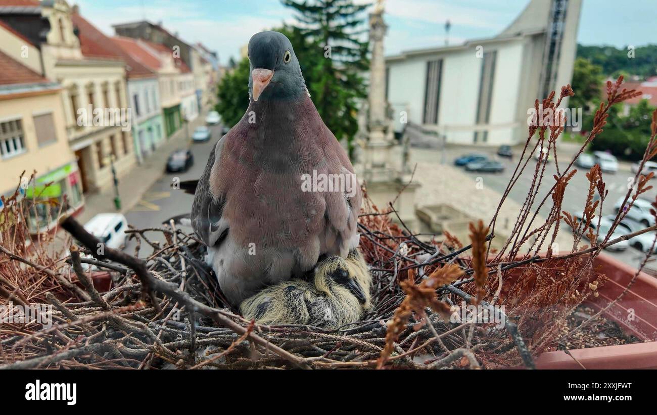 A dove feeding a two-day-old pigeon. Pigeon life in the city Stock ...