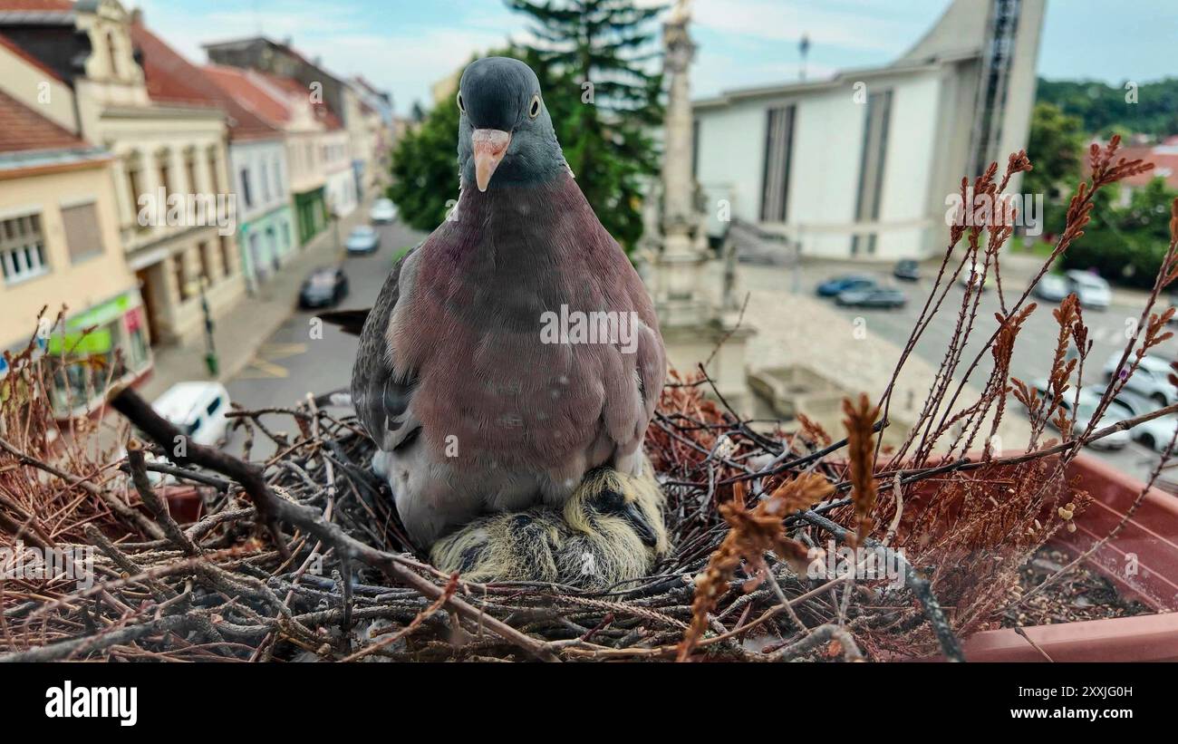 A dove with a little squab. The baby pigeon is four days old. The ...