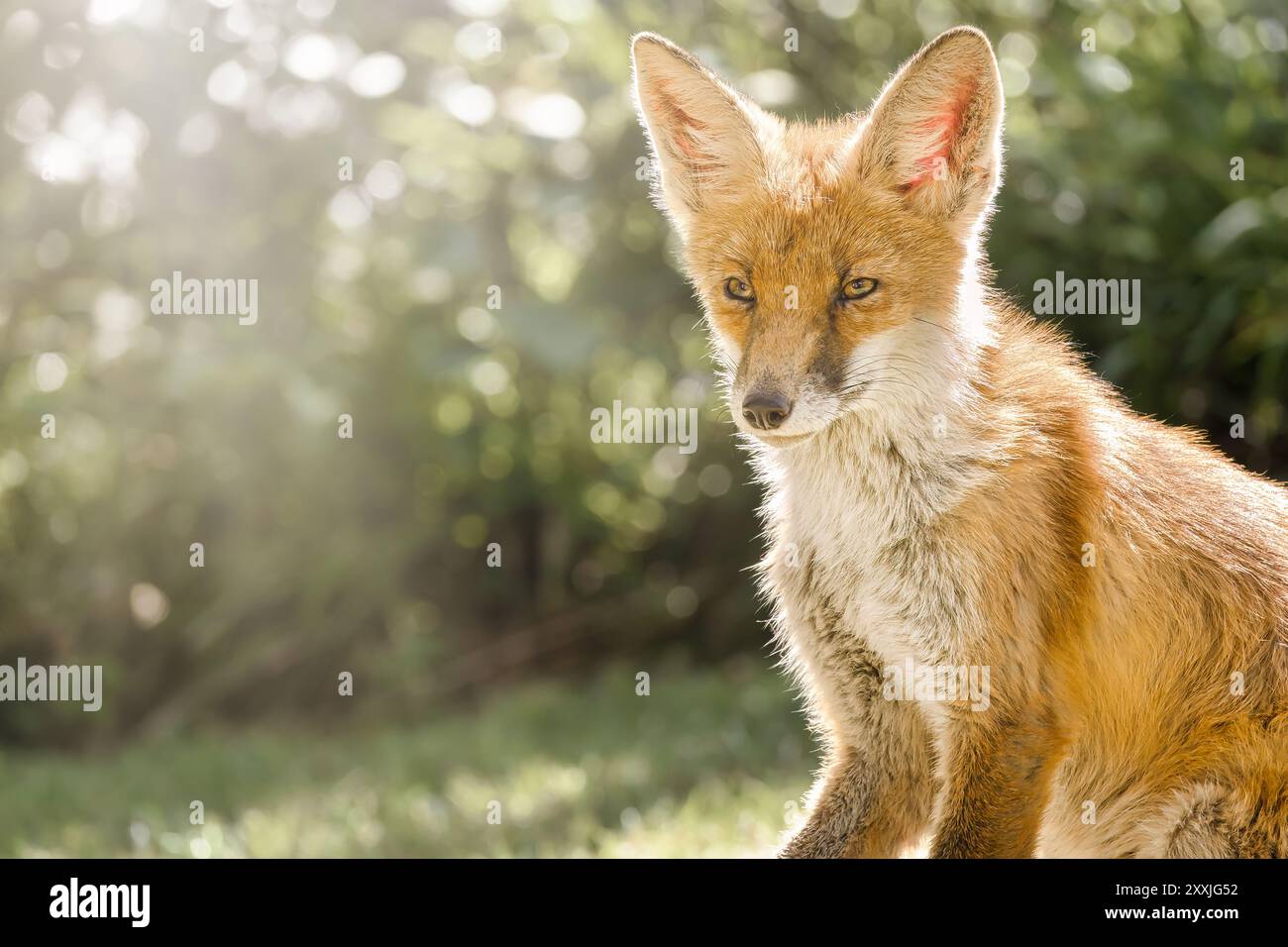 Romantic, dreamy portrait of a juvenile red fox in the sun. Young animal in the wild. Copy space ...