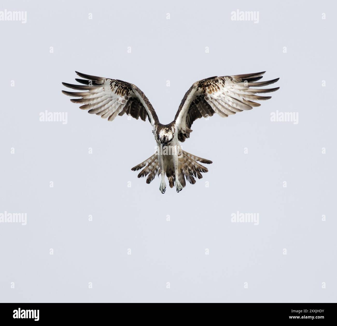 Osprey wings spread hi-res stock photography and images - Alamy