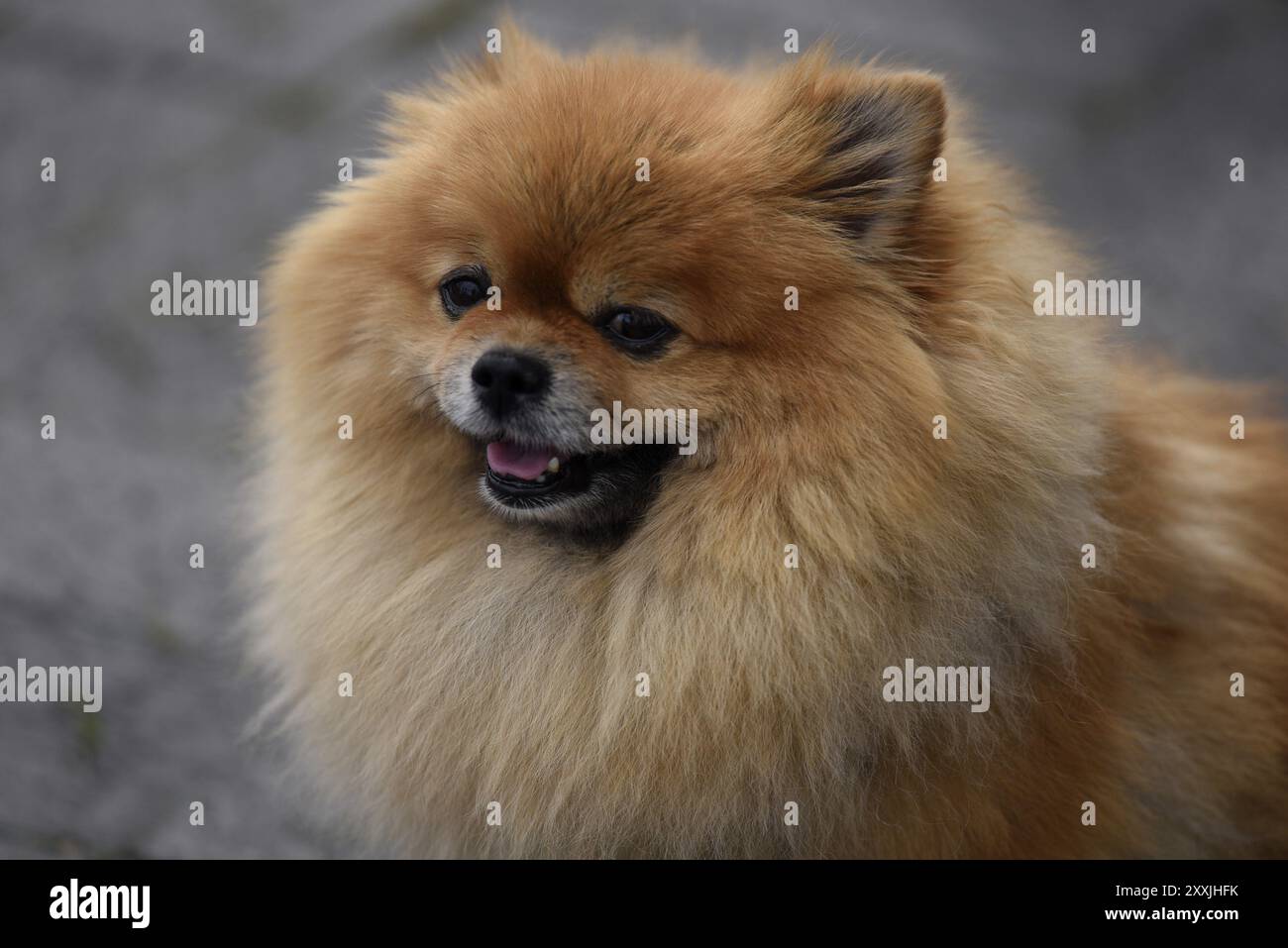Pekingese dog portrait on the streets of Himeji-shi in Hyōgo Prefecture ...