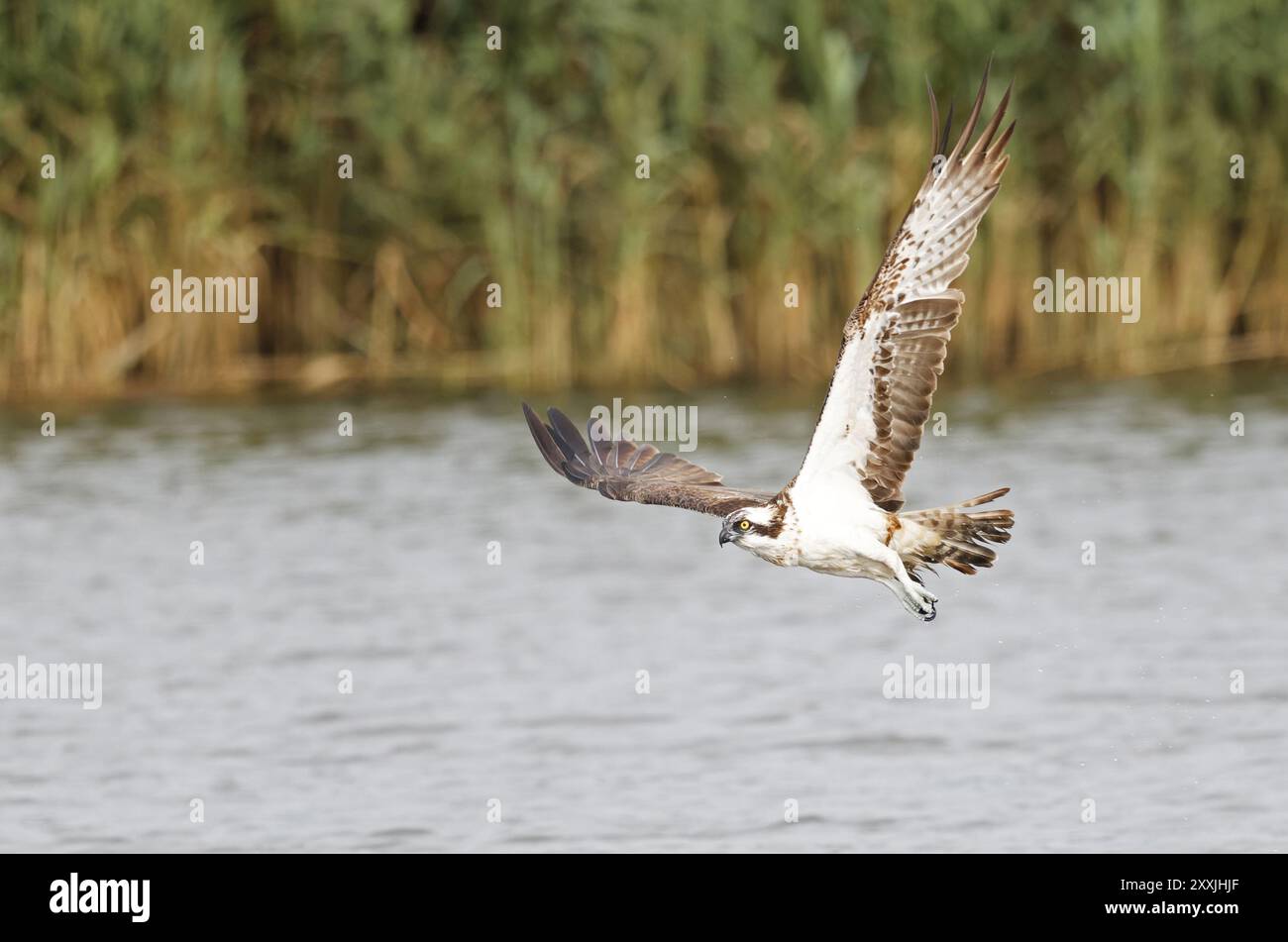 Osprey flying over water Stock Photo - Alamy
