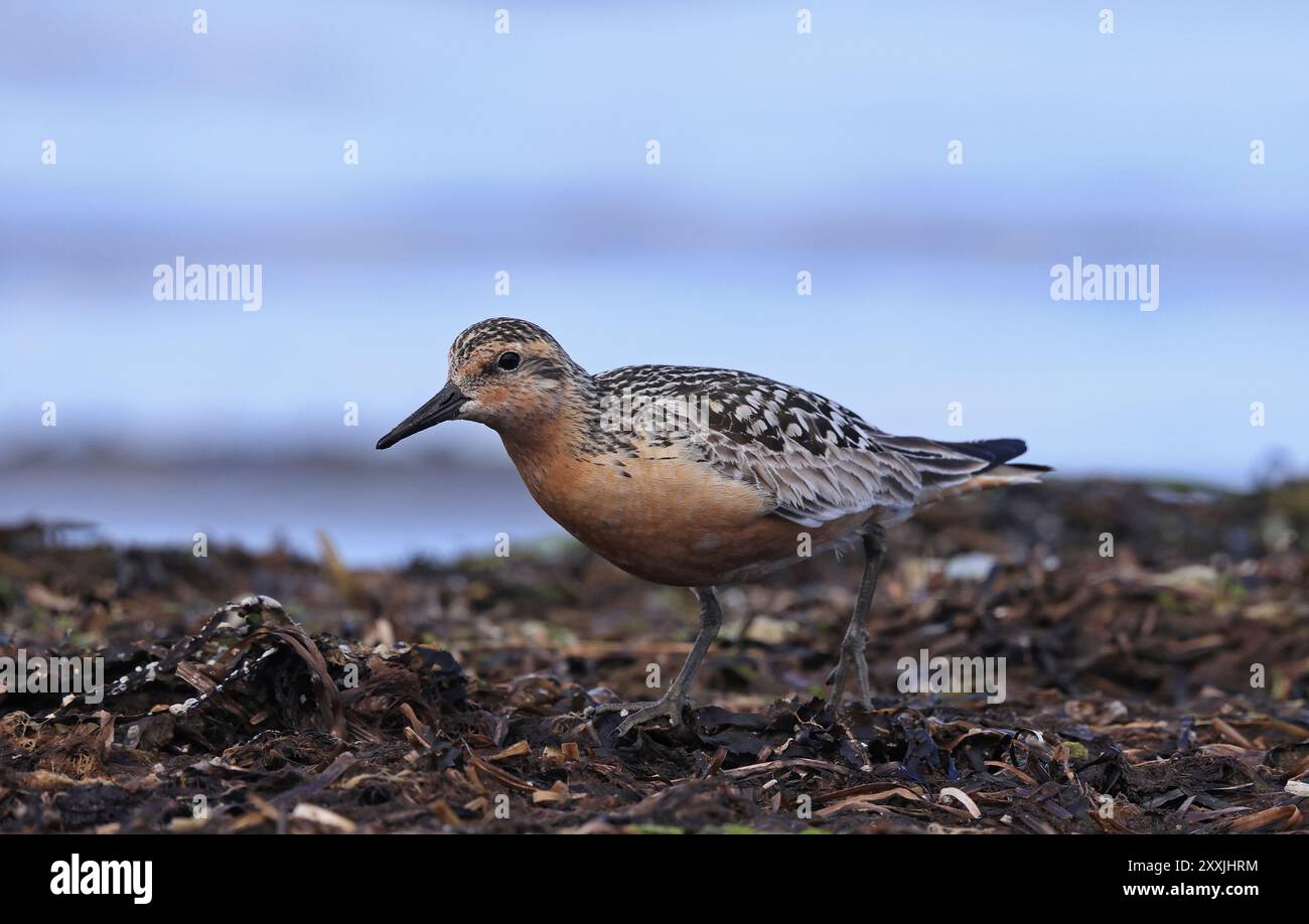 Red knot walking on seaweed Stock Photo - Alamy