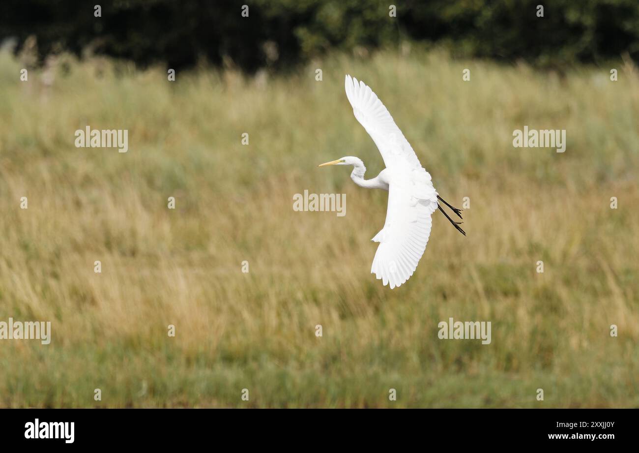 Great egret in flight Stock Photo - Alamy