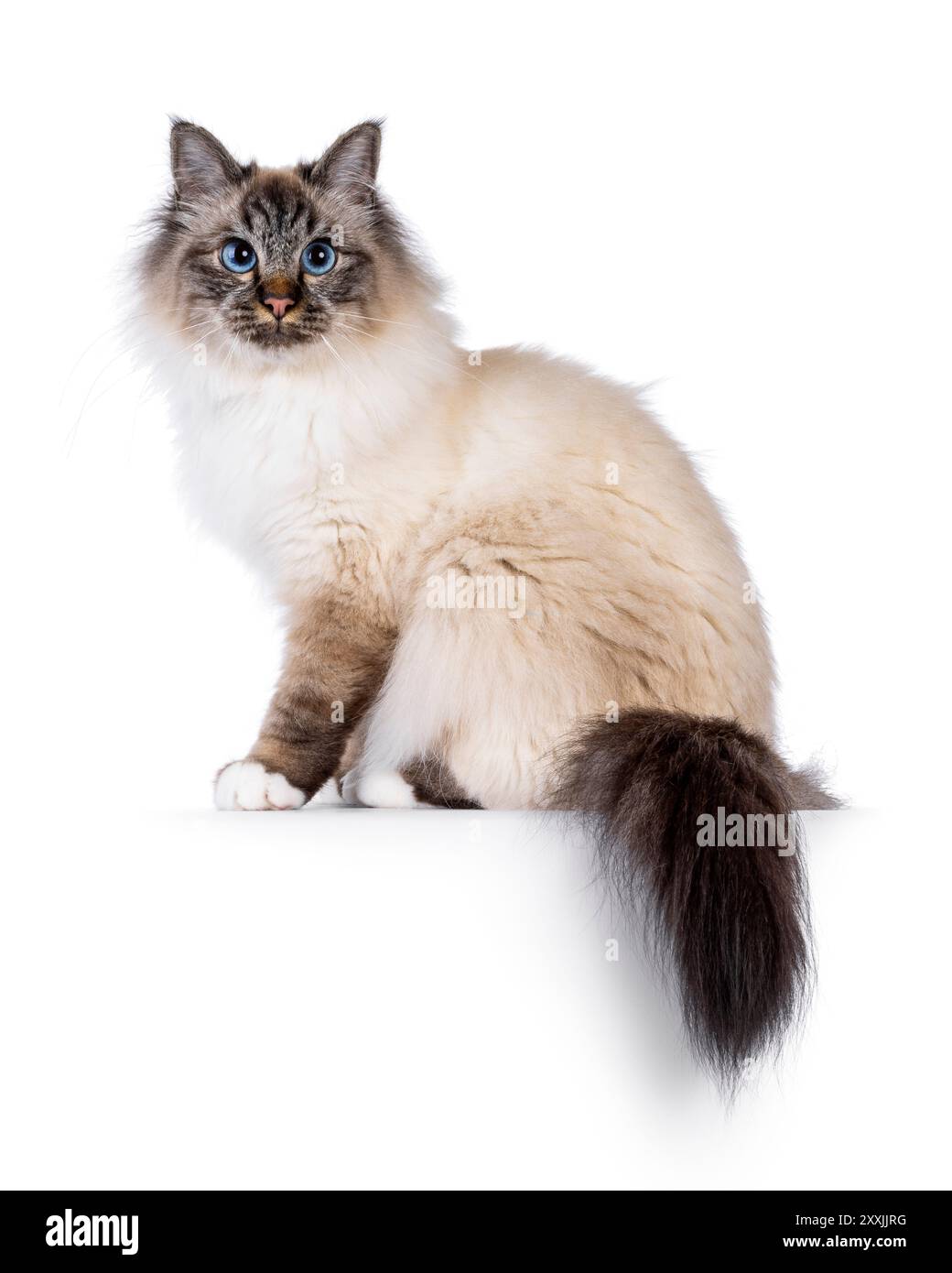 Handsome young adult Sacred Birman cat, sitting up side ways on edge ...