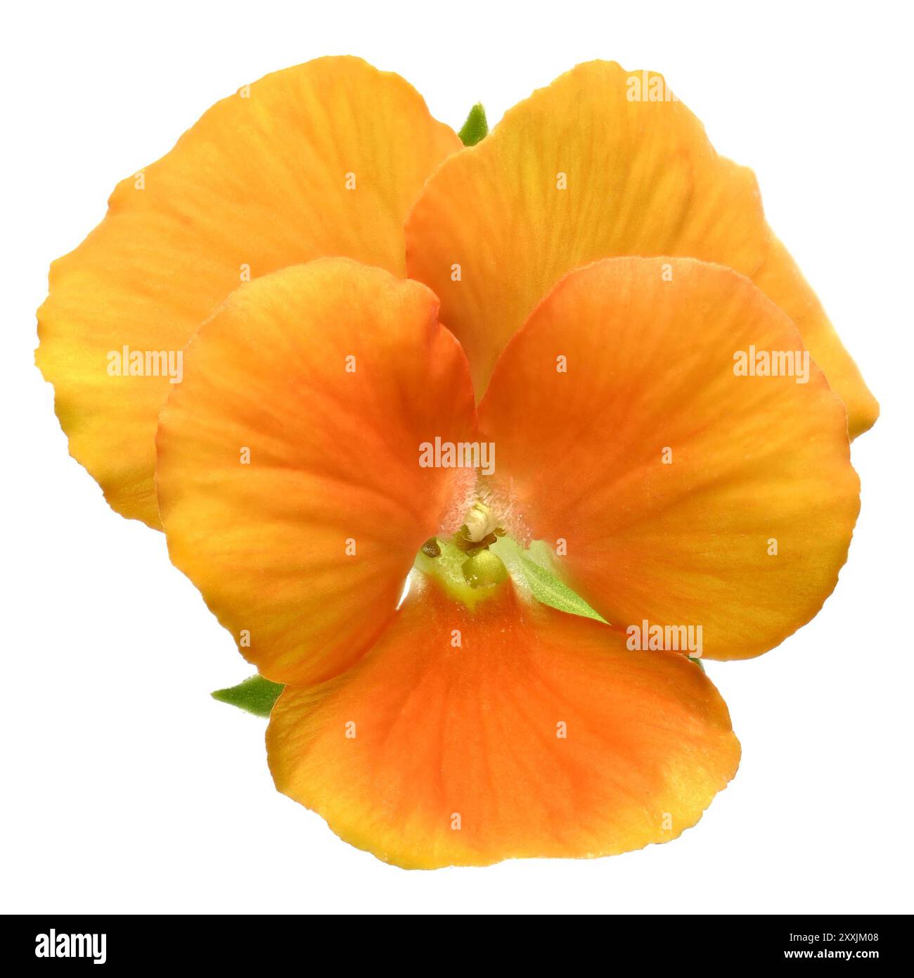 Studio shot (image stacked) of a peach / orange Viola flower against a ...