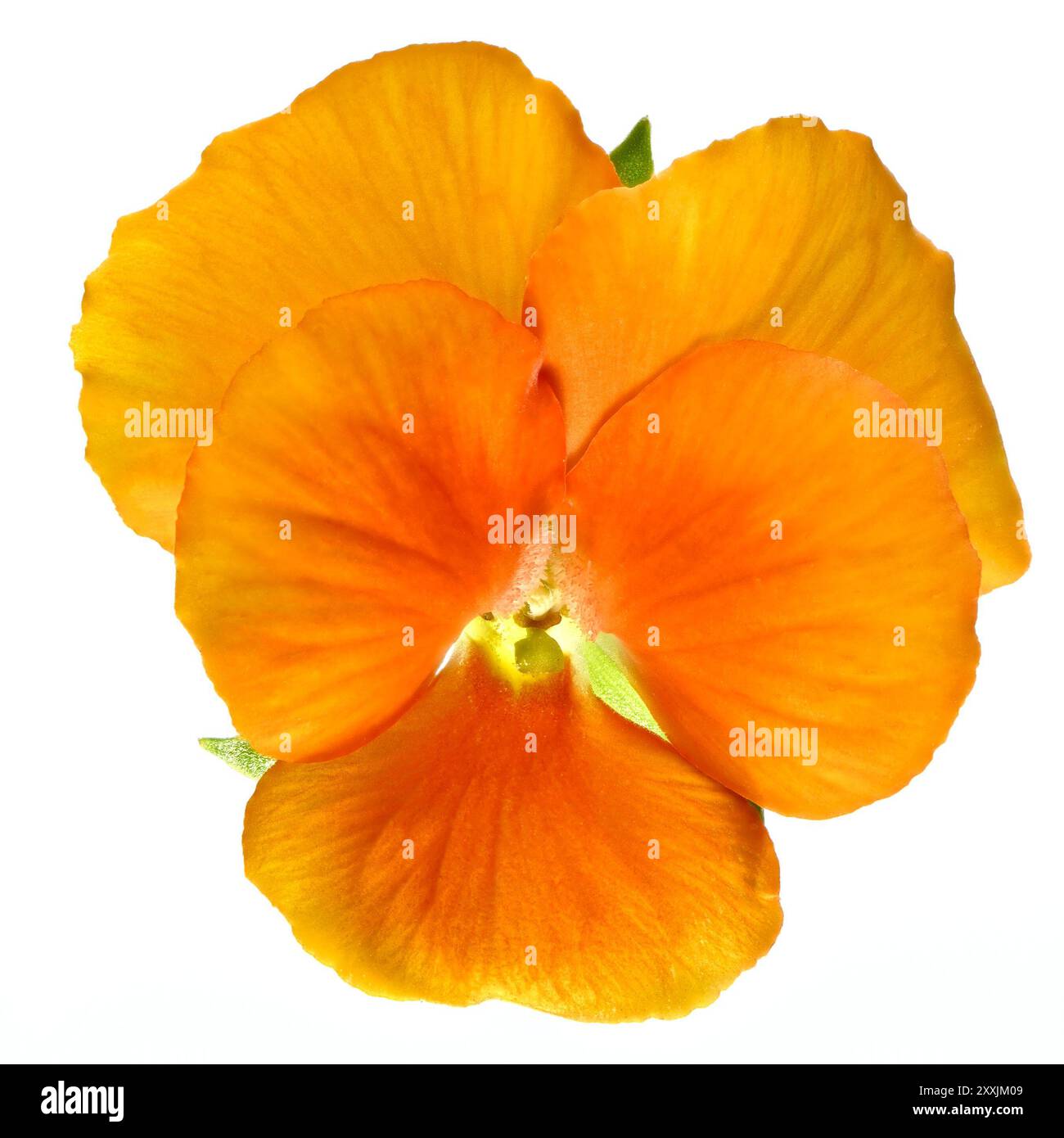 Studio shot (image stacked) of a peach / orange Viola flower against a ...