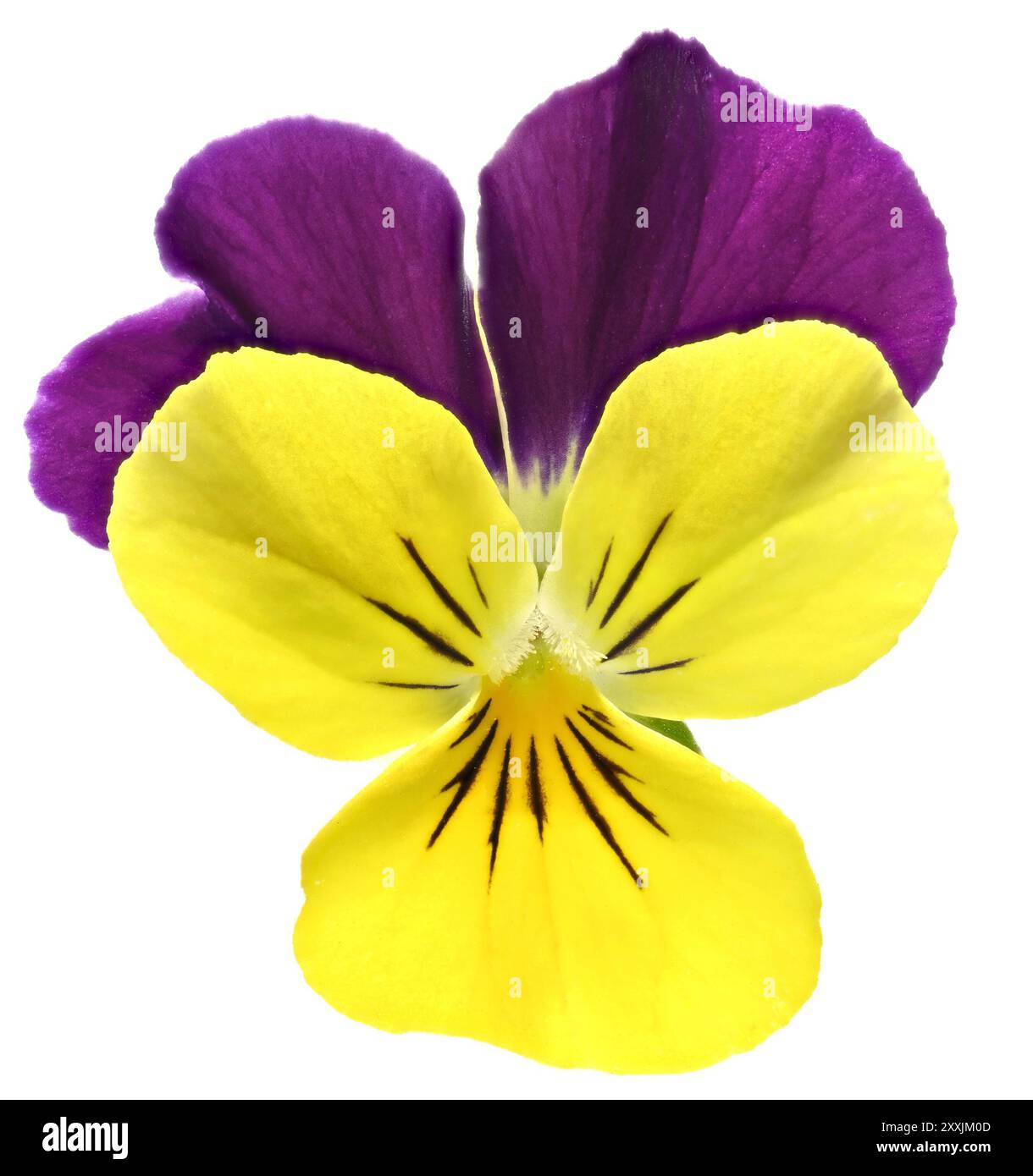 Studio shot (image stacked) of a 'purple wing' Viola flower against a ...