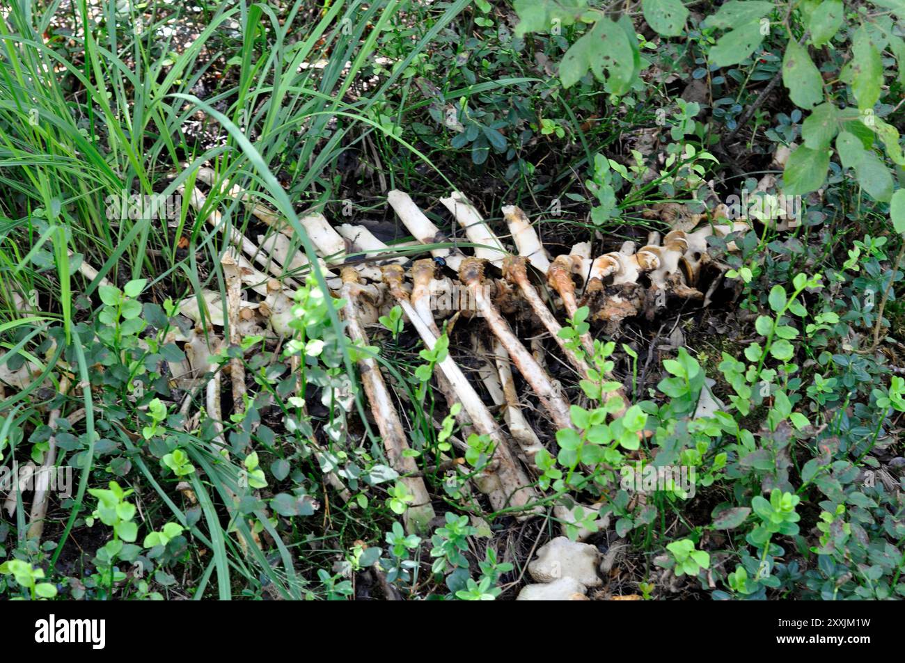 Skeleton of a dead dog or wolf in tall grass Stock Photo - Alamy