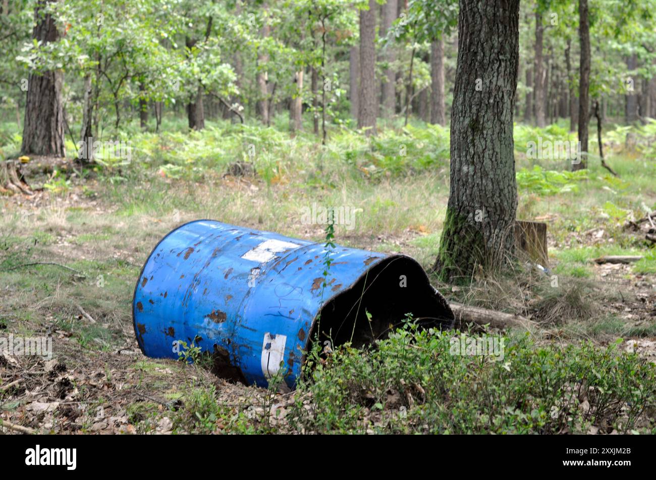 Empty blue fuel barrel in the forest Stock Photo - Alamy