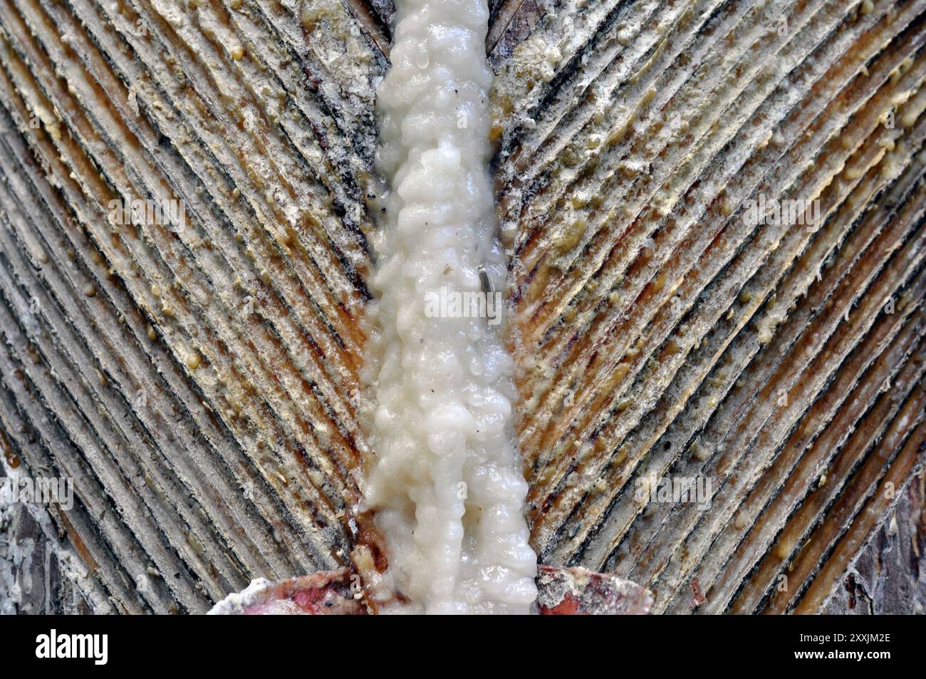 Pine trunk after collecting resin. Cuttings on the trunk Stock Photo ...