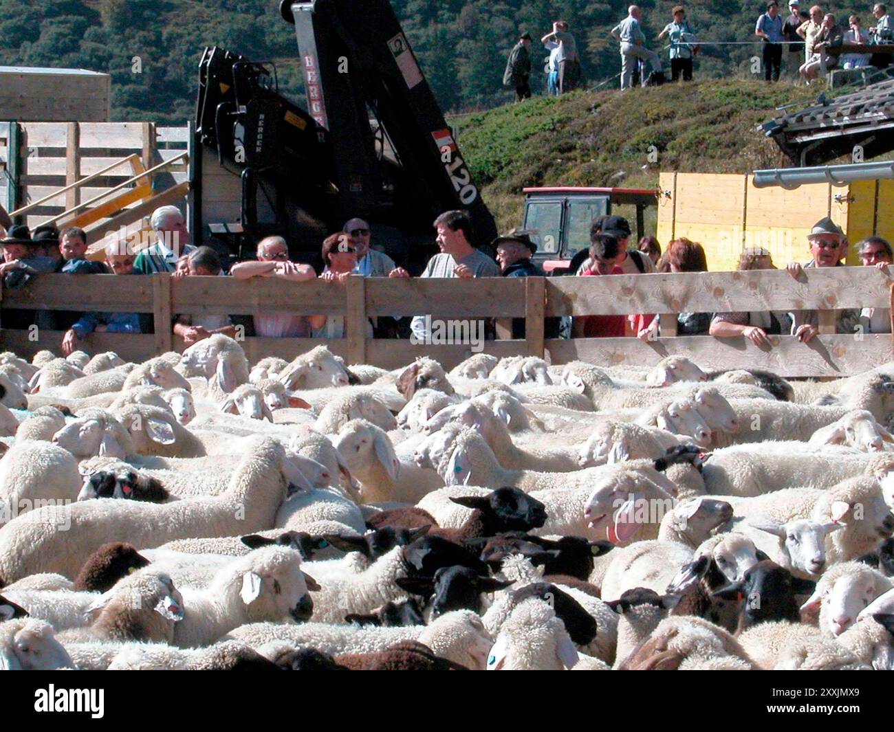 sheep farming and breeding as an agricultural business sheep farming as ...