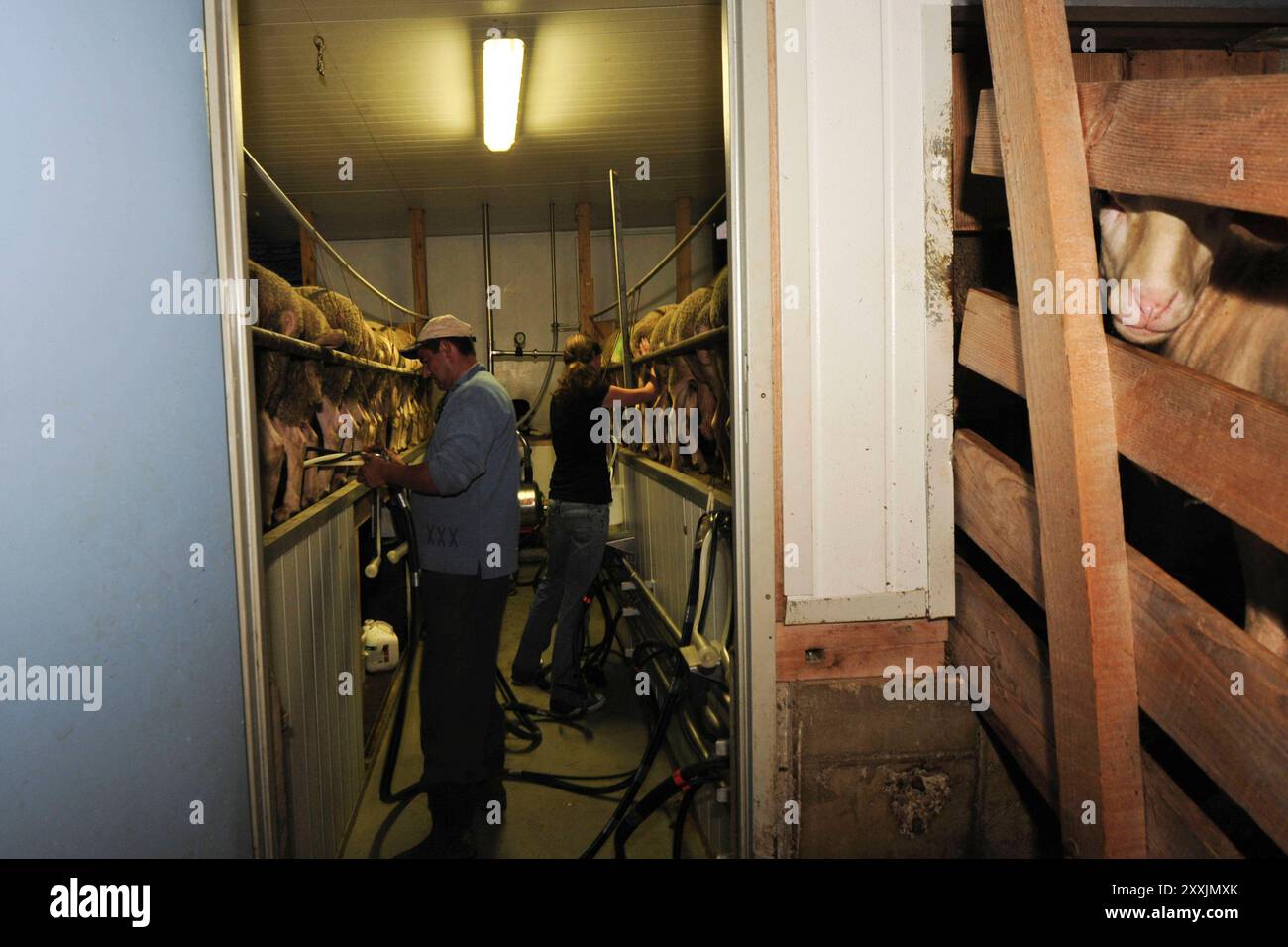 sheep farming and breeding as an agricultural business sheep farming as ...