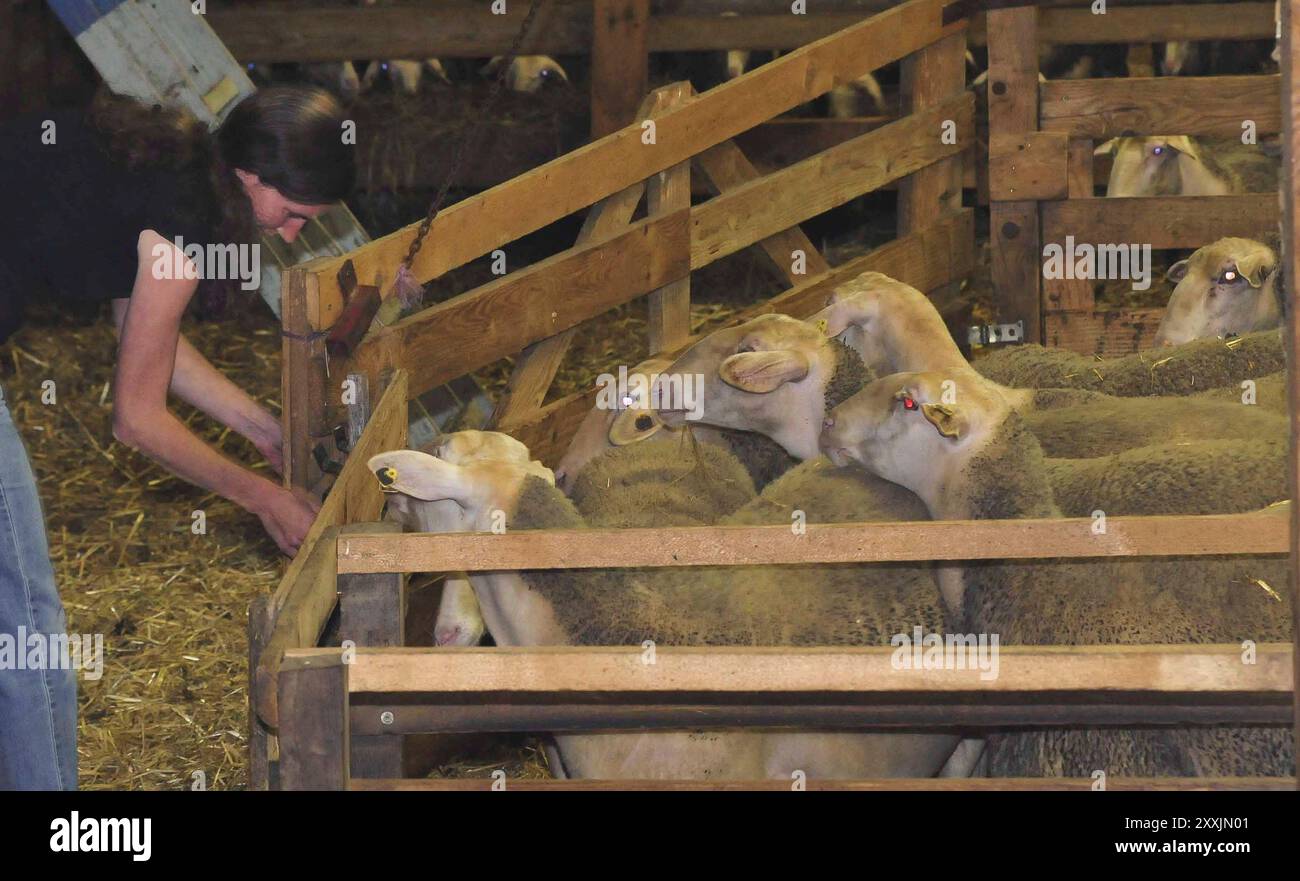 sheep farming and breeding as an agricultural business sheep farming as ...