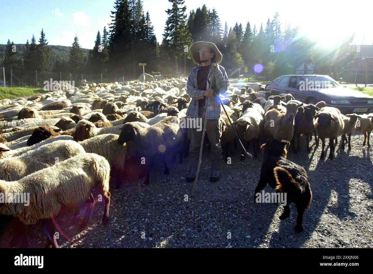 sheep farming and breeding as an agricultural business sheep farming as ...