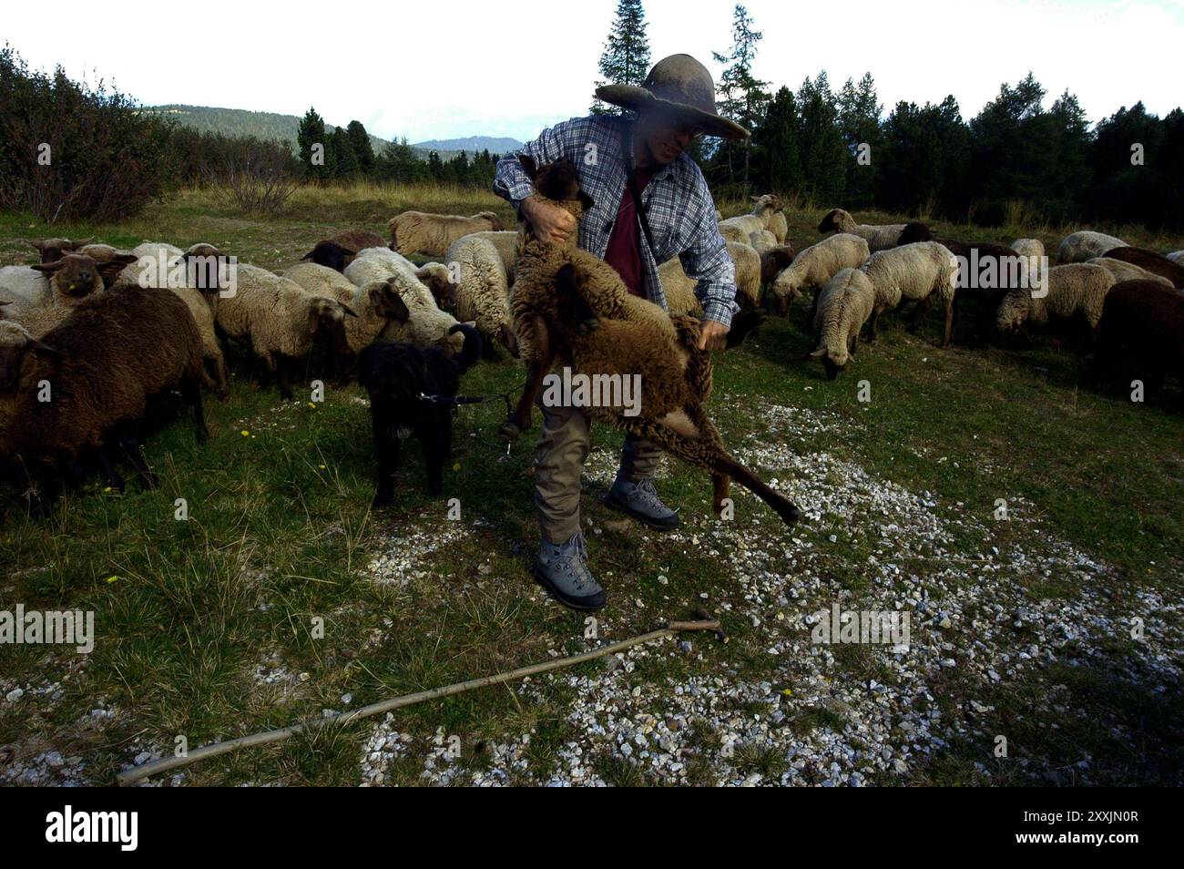sheep farming and breeding as an agricultural business sheep farming as ...