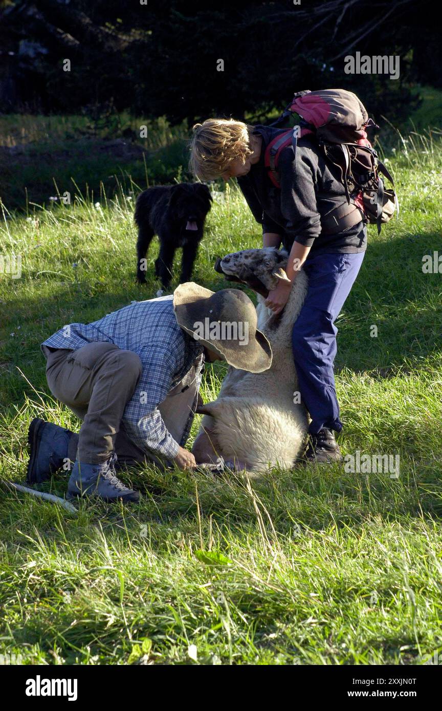 sheep farming and breeding as an agricultural business sheep farming as ...