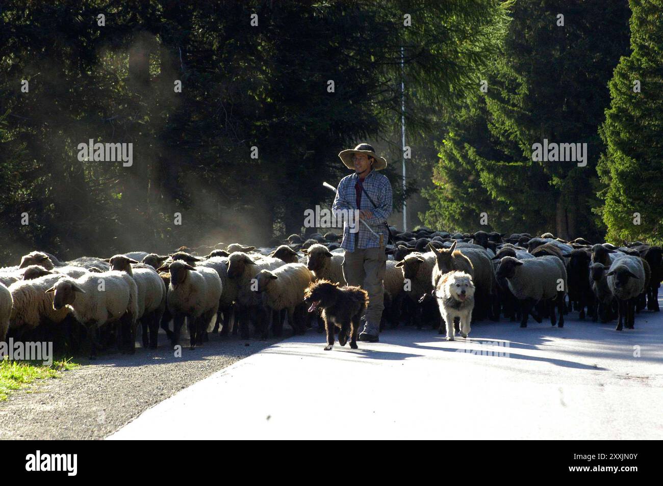 sheep farming and breeding as an agricultural business sheep farming as ...