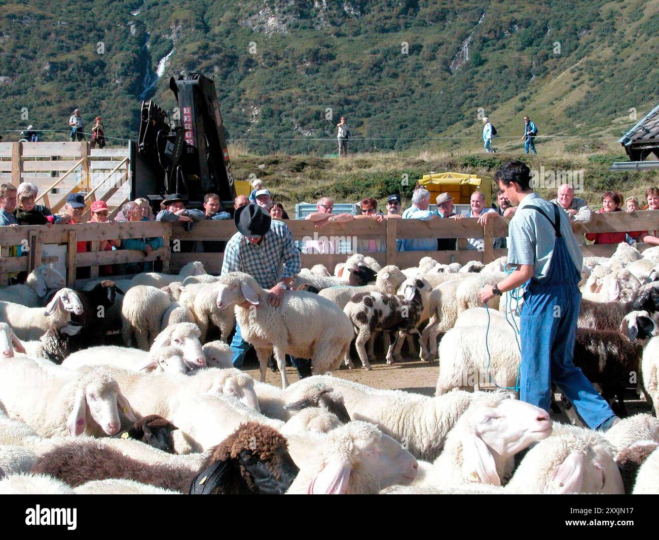 sheep farming and breeding as an agricultural business sheep farming as ...