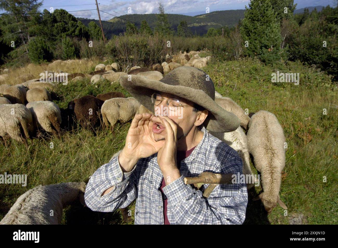 sheep farming and breeding as an agricultural business sheep farming as ...