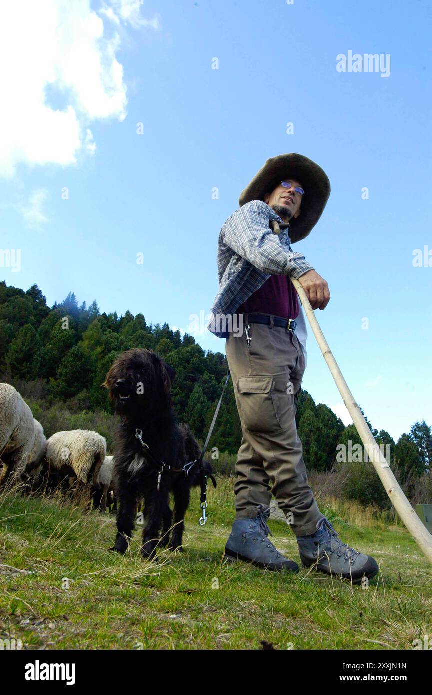 sheep farming and breeding as an agricultural business sheep farming as ...