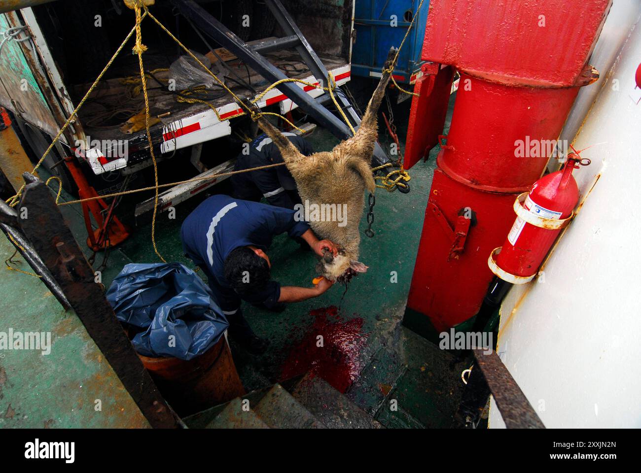 sheep farming and breeding as an agricultural business sheep farming as ...