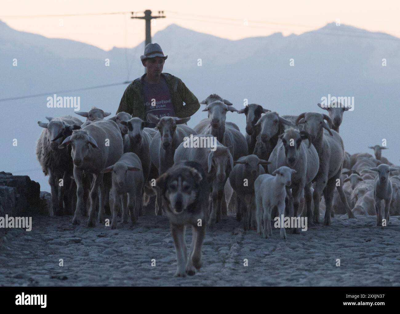 sheep farming and breeding as an agricultural business sheep farming as ...