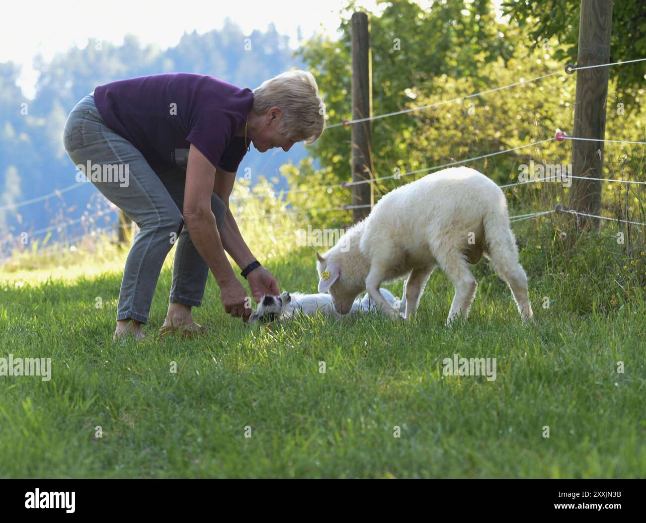 sheep farming and breeding as an agricultural business sheep farming as ...