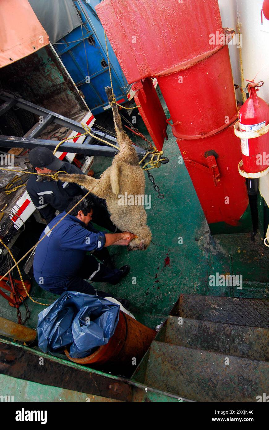 sheep farming and breeding as an agricultural business sheep farming as ...