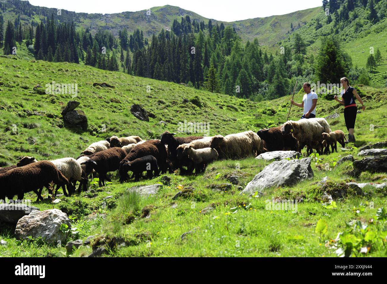 sheep farming and breeding as an agricultural business sheep farming as ...