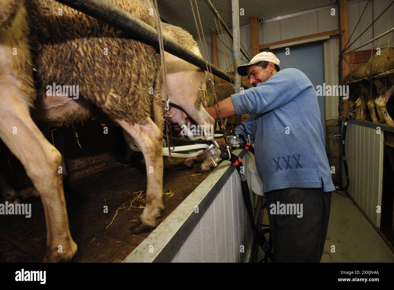 sheep farming and breeding as an agricultural business sheep farming as ...