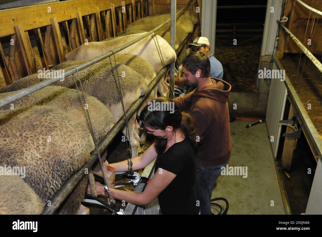 sheep farming and breeding as an agricultural business sheep farming as ...