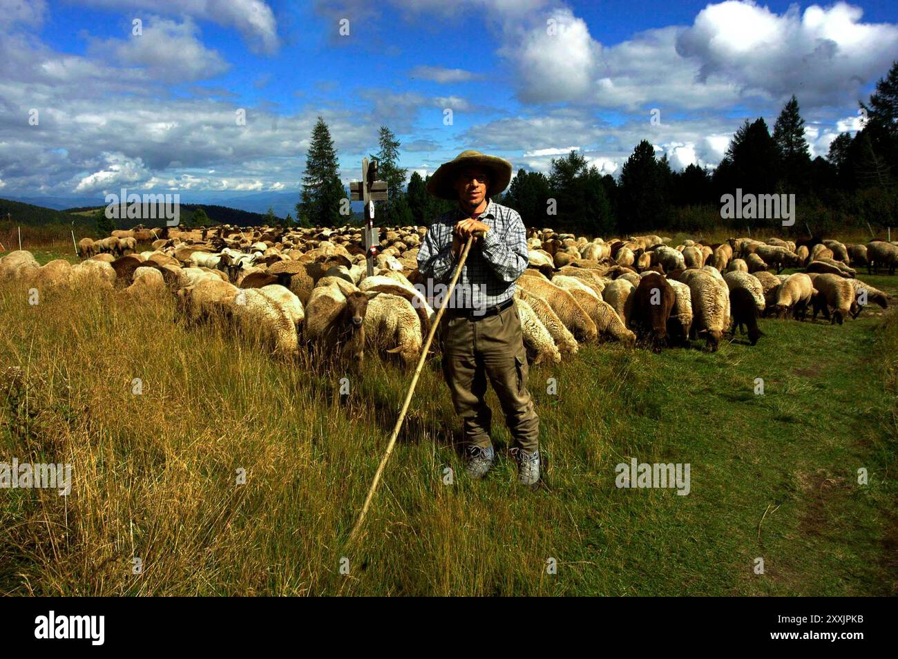 sheep farming and breeding as an agricultural business sheep farming as ...