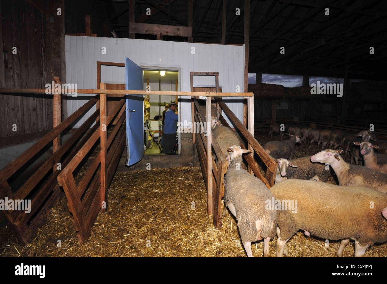 sheep farming and breeding as an agricultural business sheep farming as ...