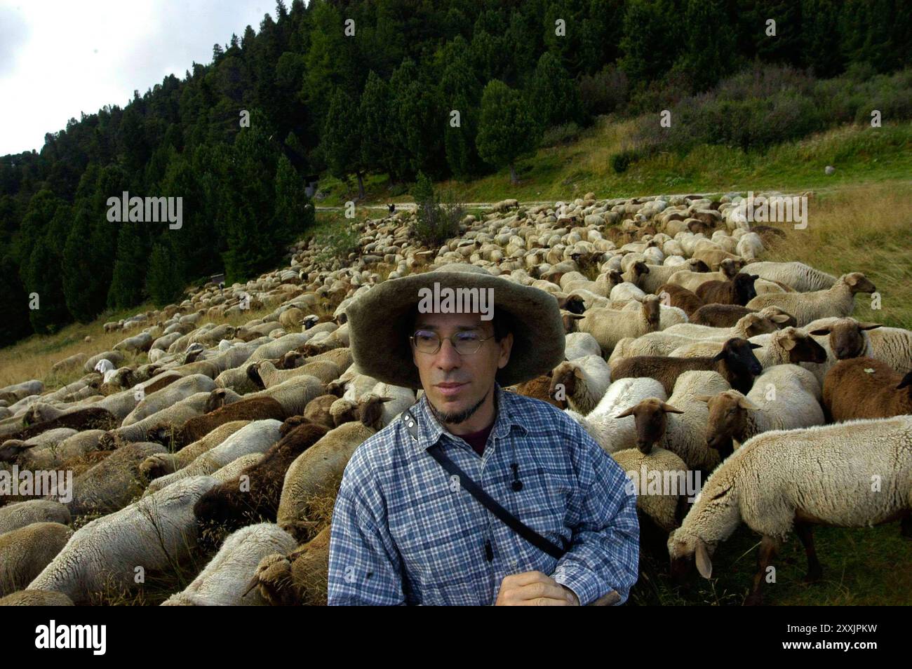 sheep farming and breeding as an agricultural business sheep farming as ...