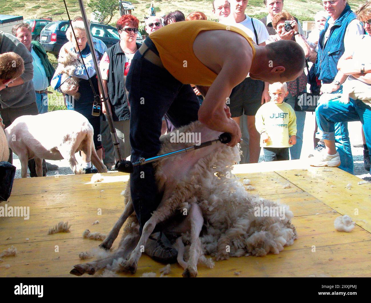 sheep farming and breeding as an agricultural business sheep farming as ...