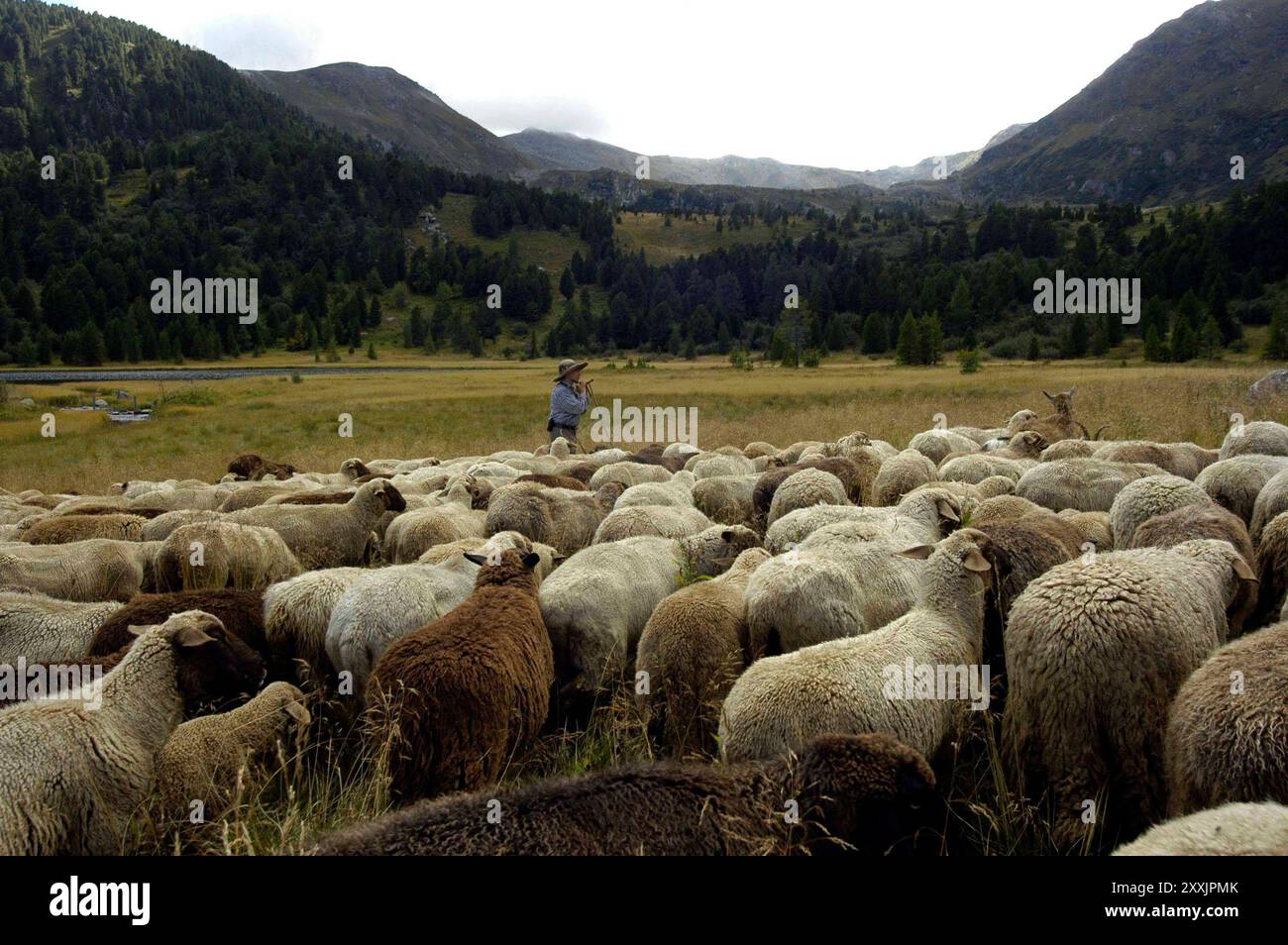 sheep farming and breeding as an agricultural business sheep farming as ...