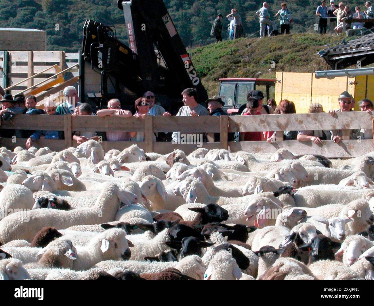 sheep farming and breeding as an agricultural business sheep farming as ...