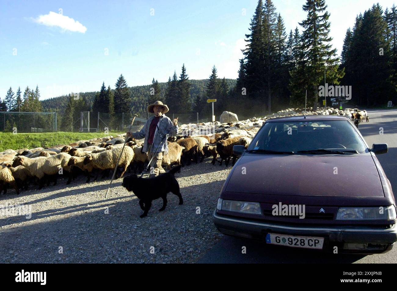 sheep farming and breeding as an agricultural business sheep farming as ...